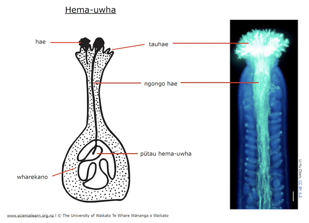 Te haenga me whakatōnga — Science Learning Hub