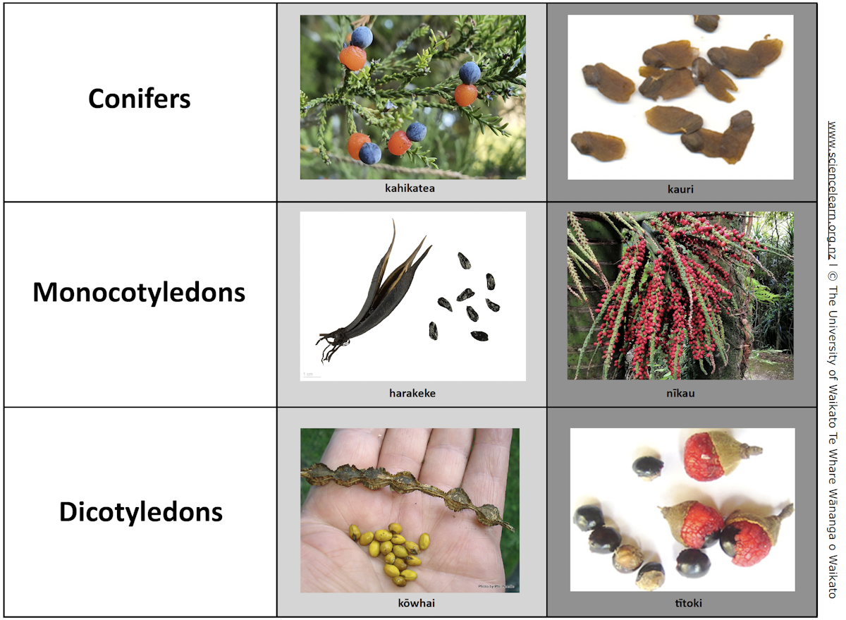 The different types of seed-producing plants