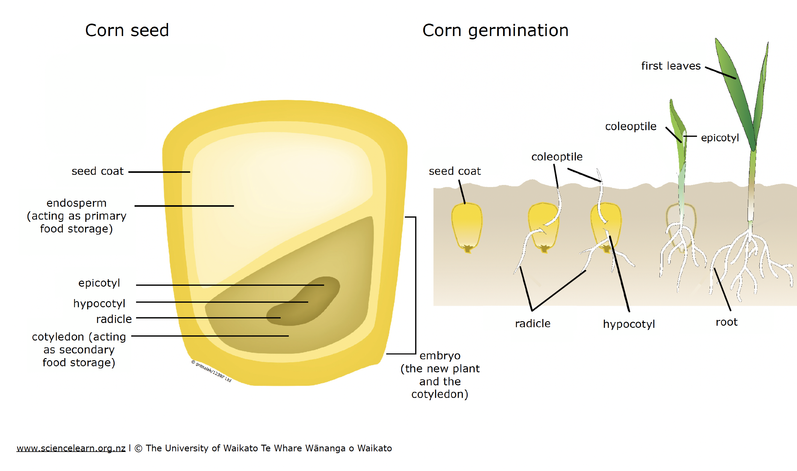 Corn Seed Diagram