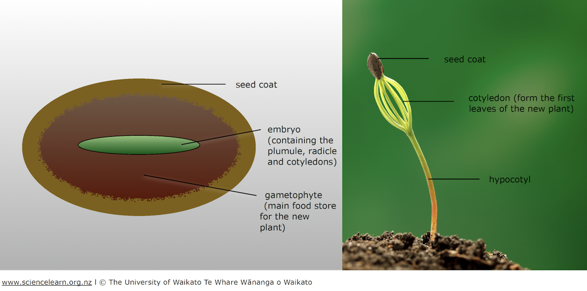 The seed and seedling of a conifer — Science Learning Hub