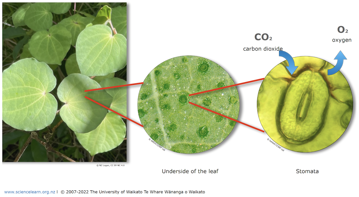 Stomata — Science Learning Hub