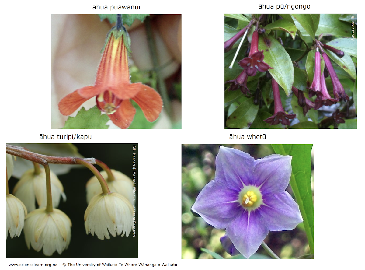 Te āhua o ngā pua — Science Learning Hub