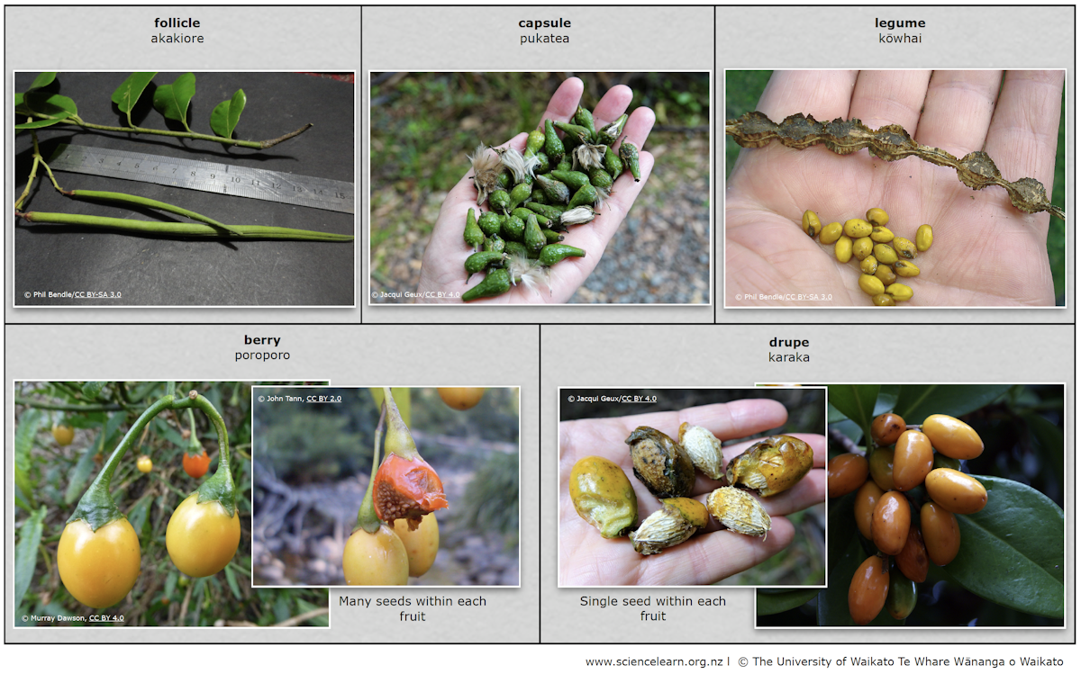 Characteristics of fruits — Science Learning Hub
