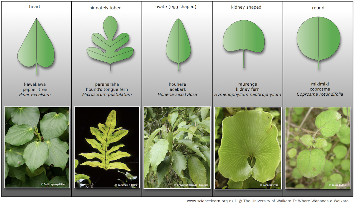 Leaf shape — Science Learning Hub