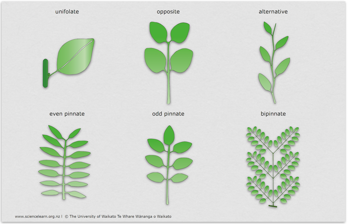 Leaf arrangement — Science Learning Hub