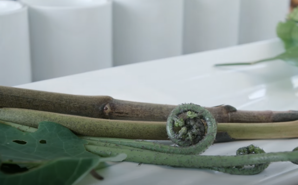 Rongoā — Science Learning Hub