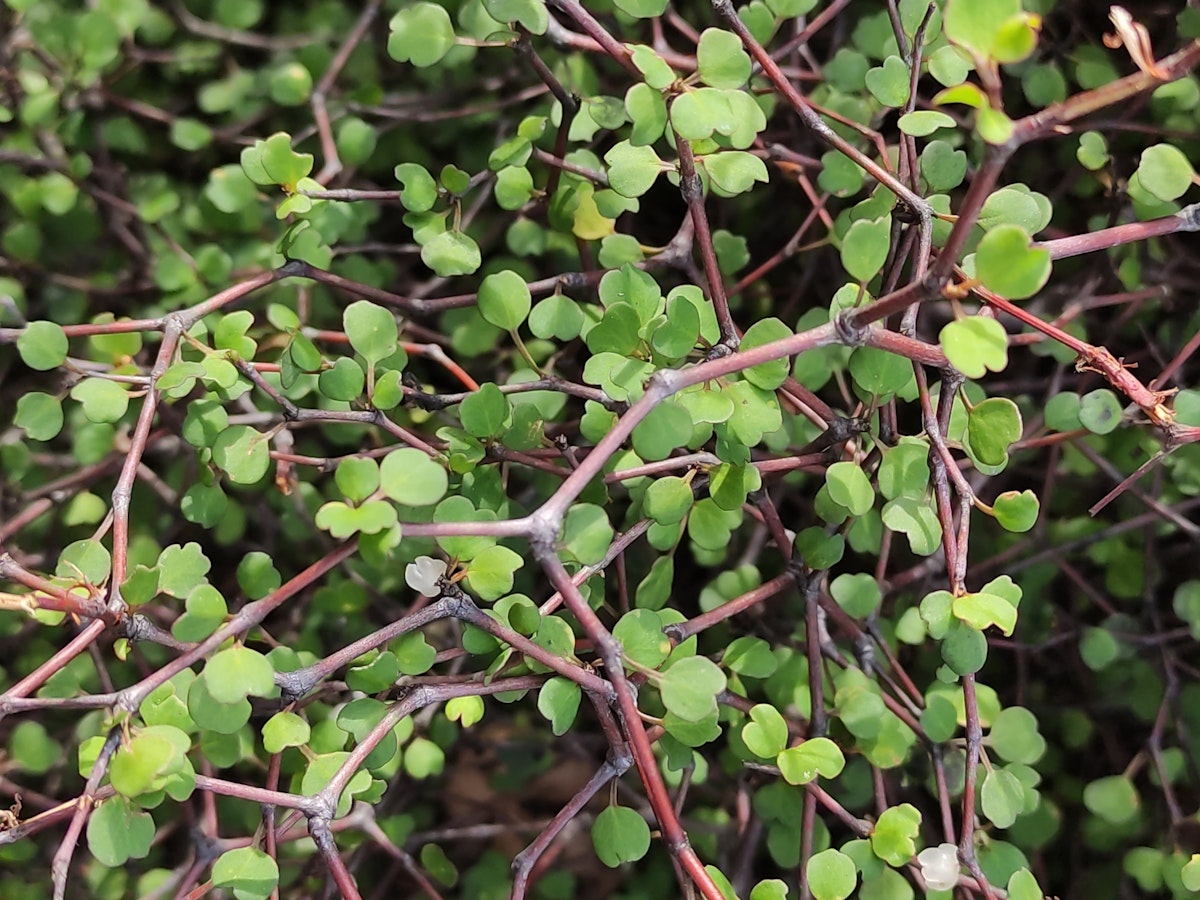 How the Ice Ages spurred the evolution of New Zealand’s weird and wiry ...