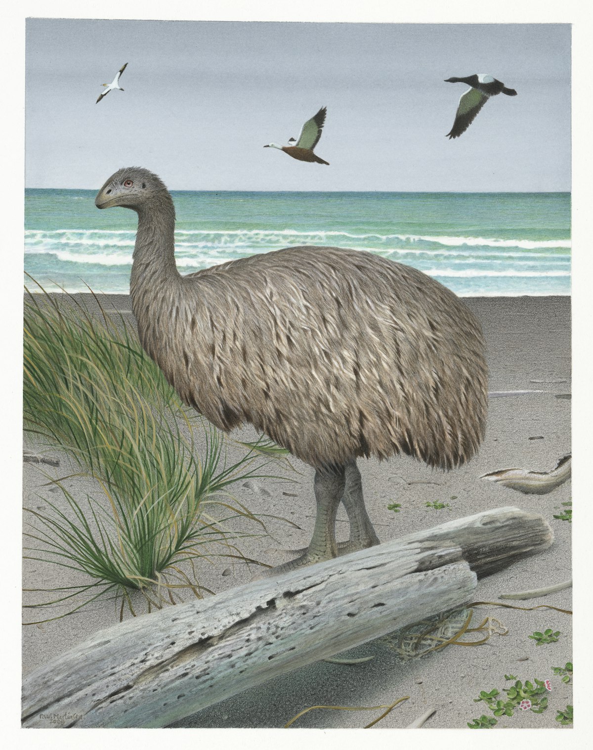 An eastern moa — Science Learning Hub