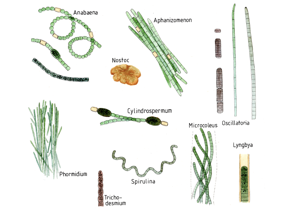 Different types of cyanobacteria — Science Learning Hub