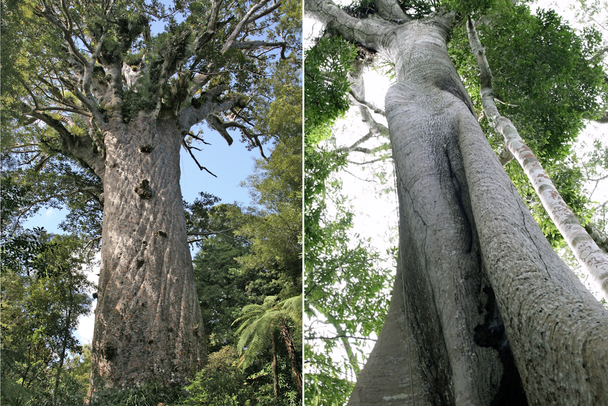 Forest giants — Science Learning Hub