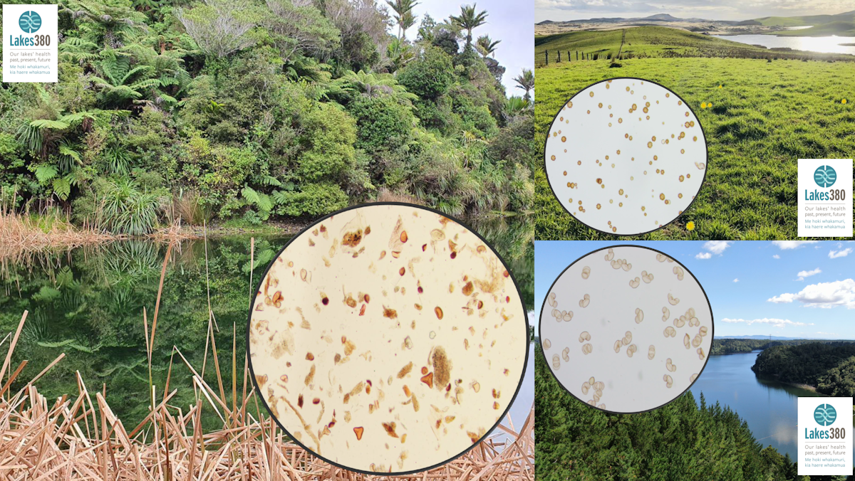 Pollen spores from lake sediment cores
