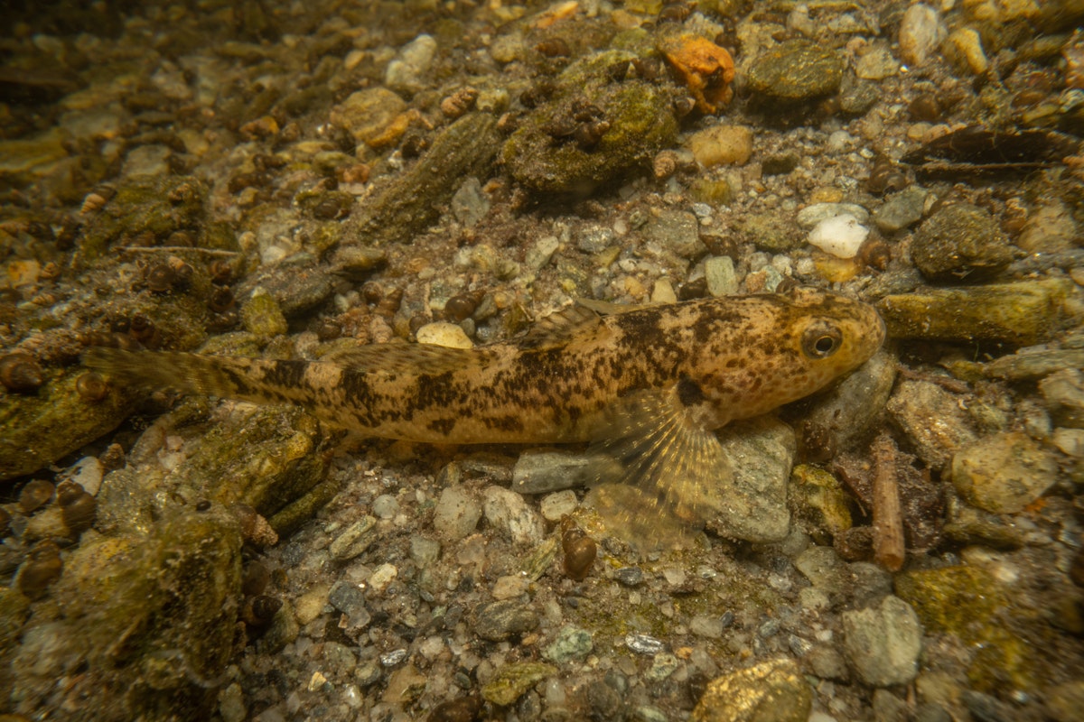 Sampling aquatic ecosystems using eDNA