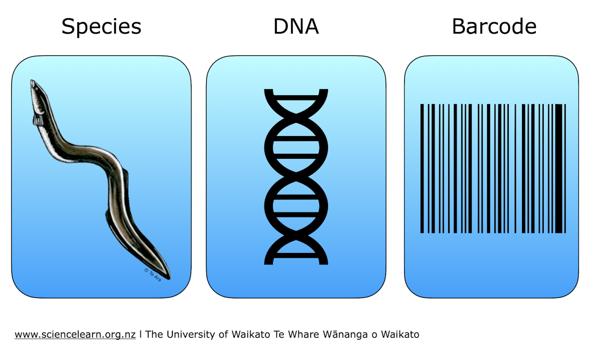 Creating a DNA barcode — Science Learning Hub