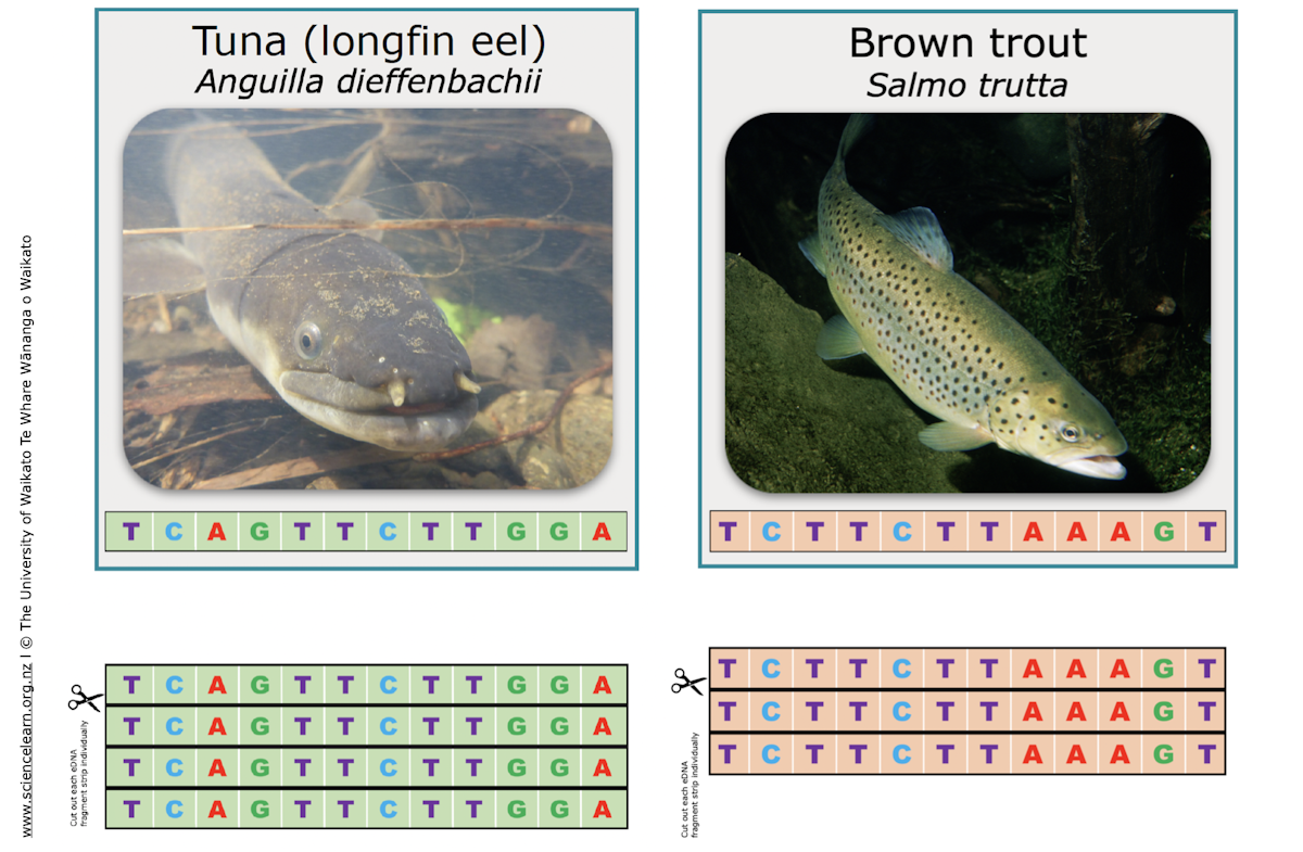 Finding out what’s in our lake using eDNA