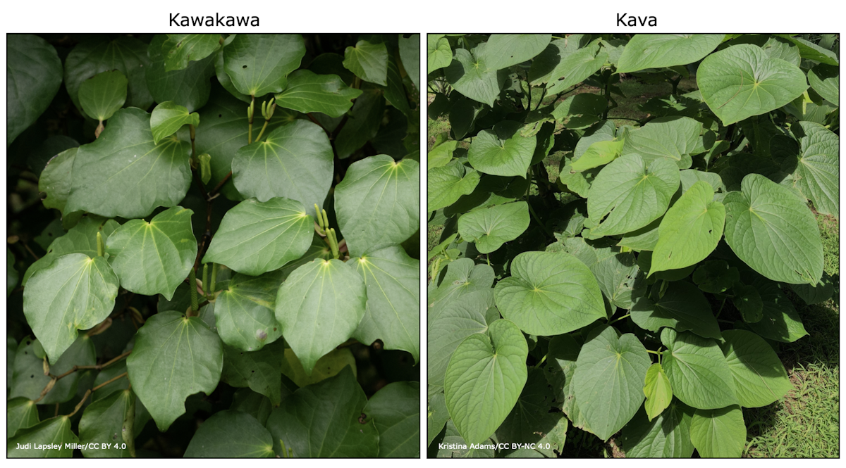 Kawakawa and Kava plants — Science Learning Hub