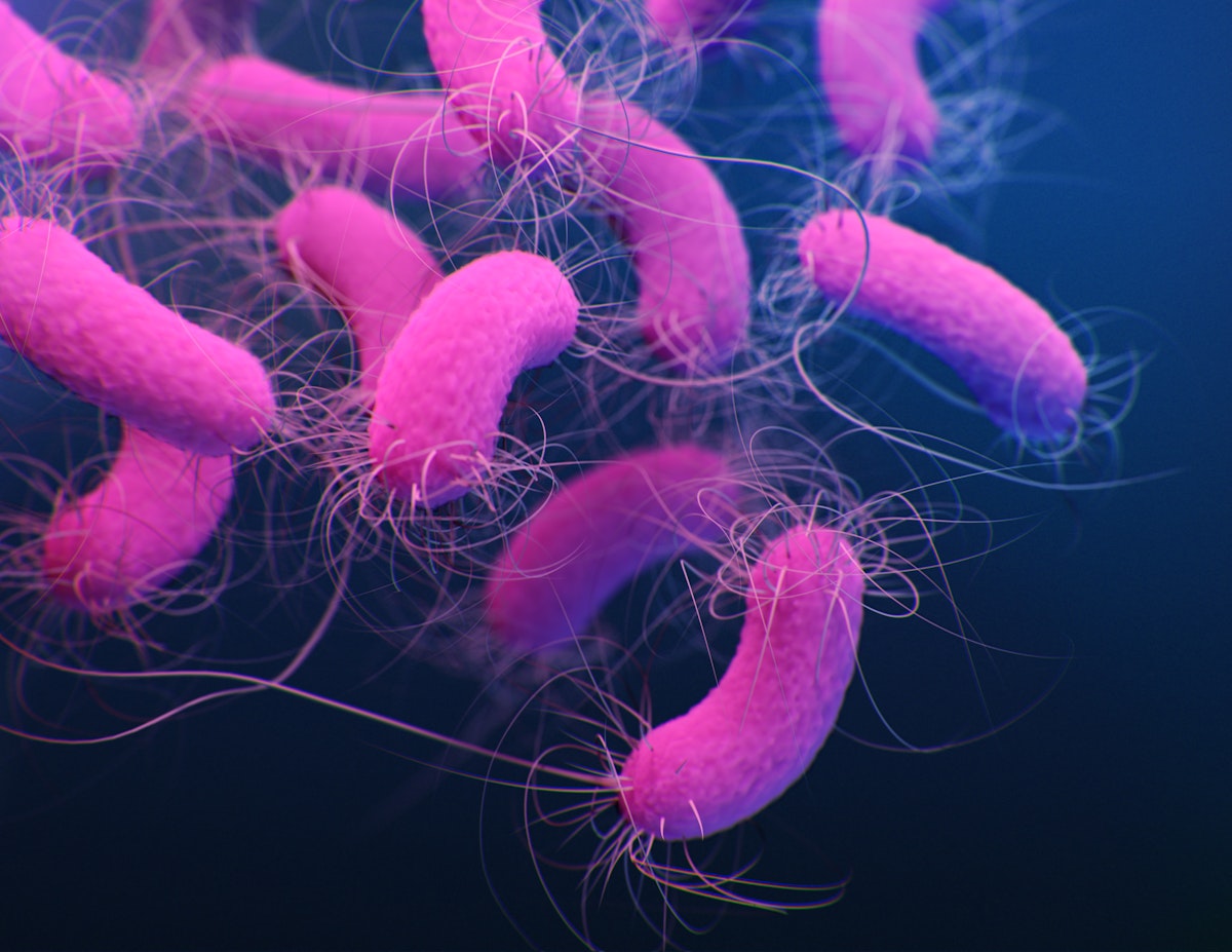 Background – microorganisms — Science Learning Hub