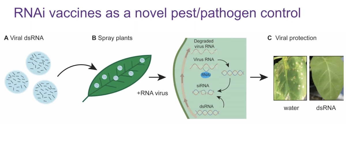 Using an RNAi vaccine to control myrtle rust