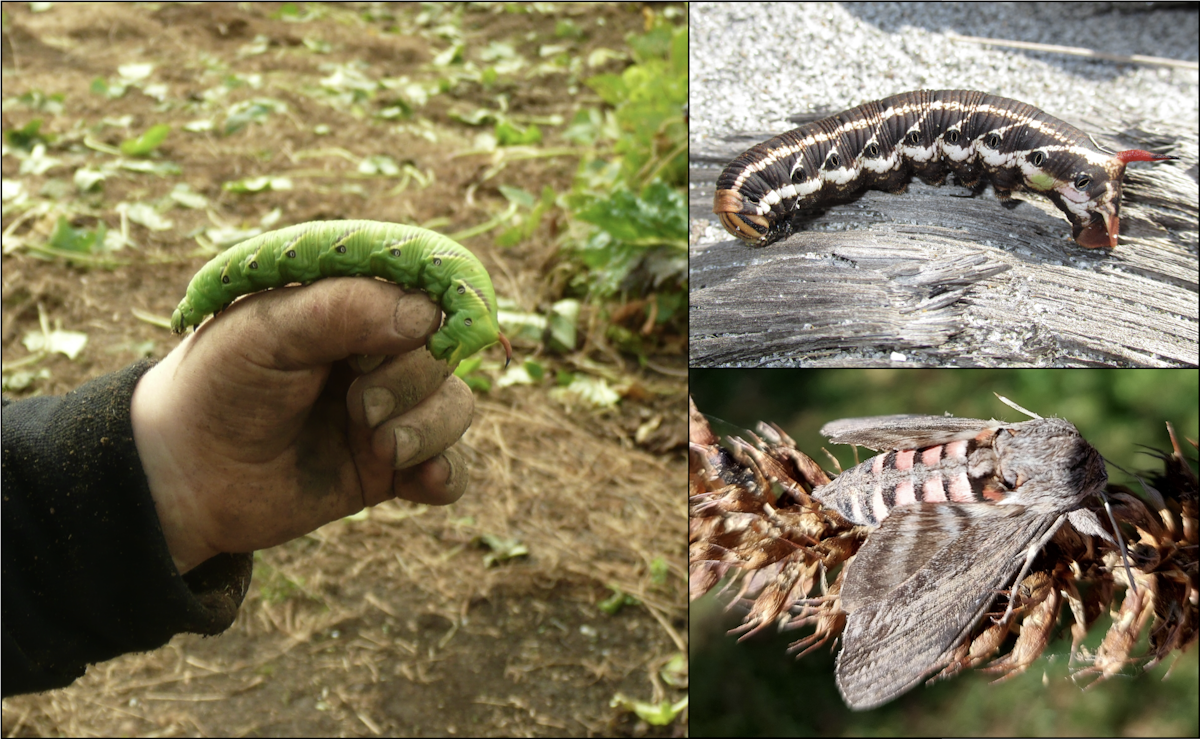 RNAi for pest control – te ao Māori considerations