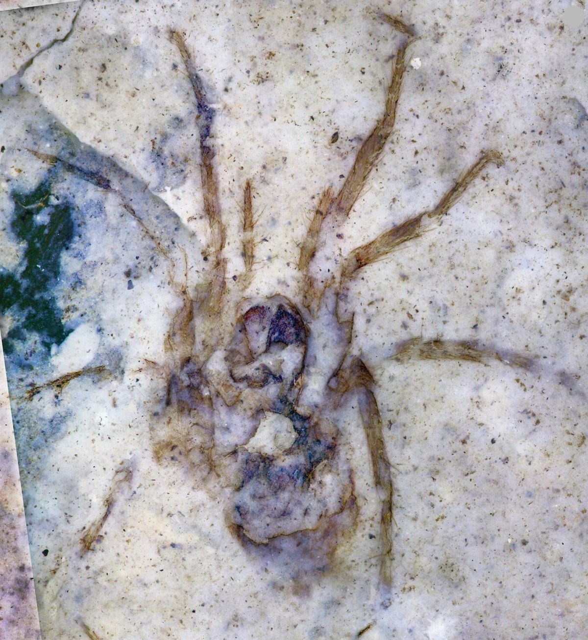 Fossilised spider — Science Learning Hub