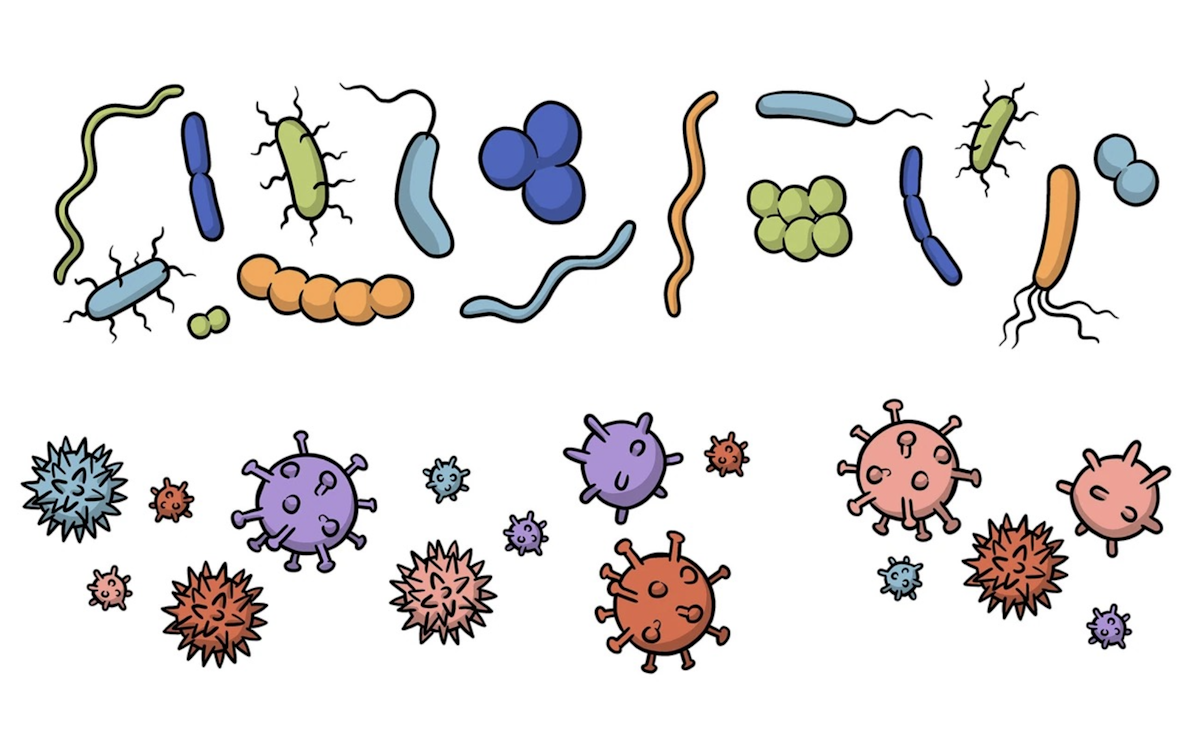Bacteria and viruses — Science Learning Hub