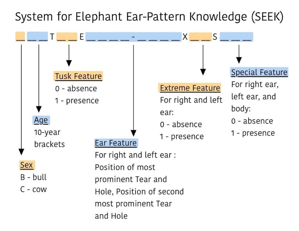System for Elephant Ear-Pattern Knowledge (SEEK)