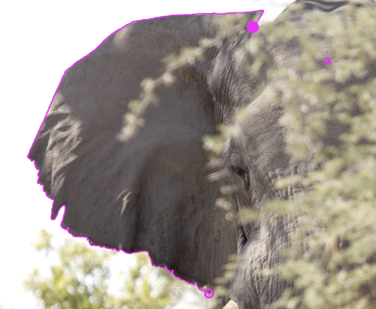 Elephant’s ear outlined — Science Learning Hub
