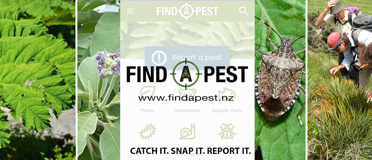 Find-A-Pest — Science Learning Hub