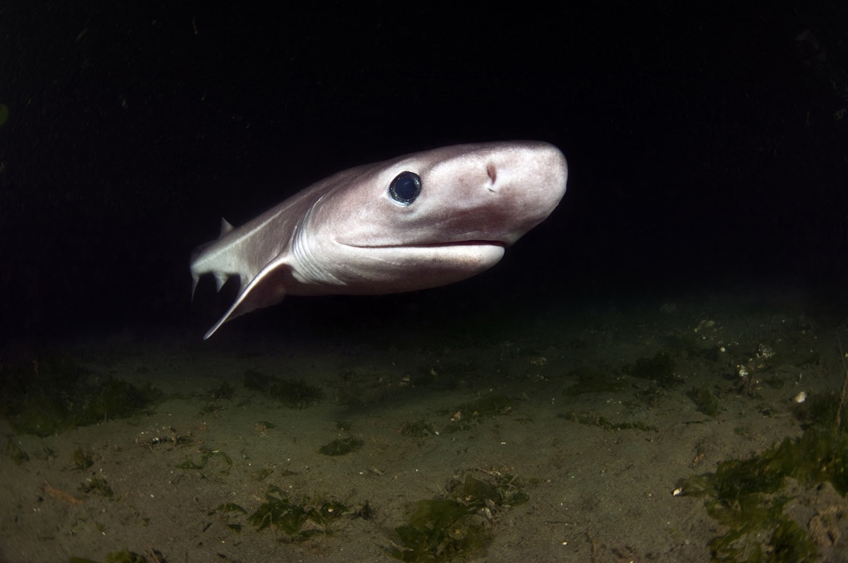 A bluntnose sixgill shark (Hexanchus griseus)
