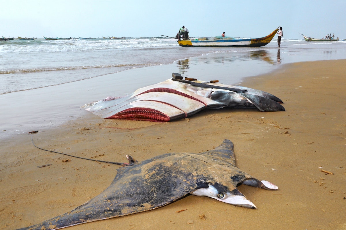 Dead manta rays — Science Learning Hub
