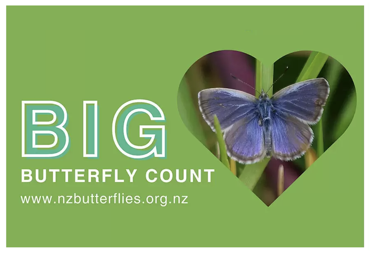 Big Butterfly Count — Science Learning Hub
