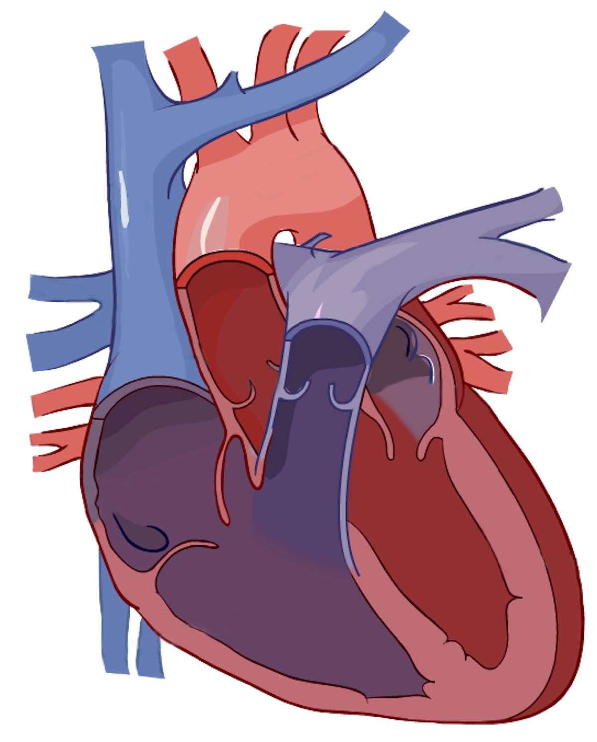 Label the heart — Science Learning Hub