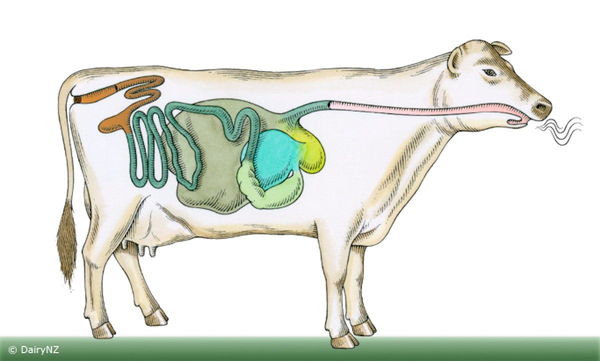 Label a cow’s digestive passage — Science Learning Hub