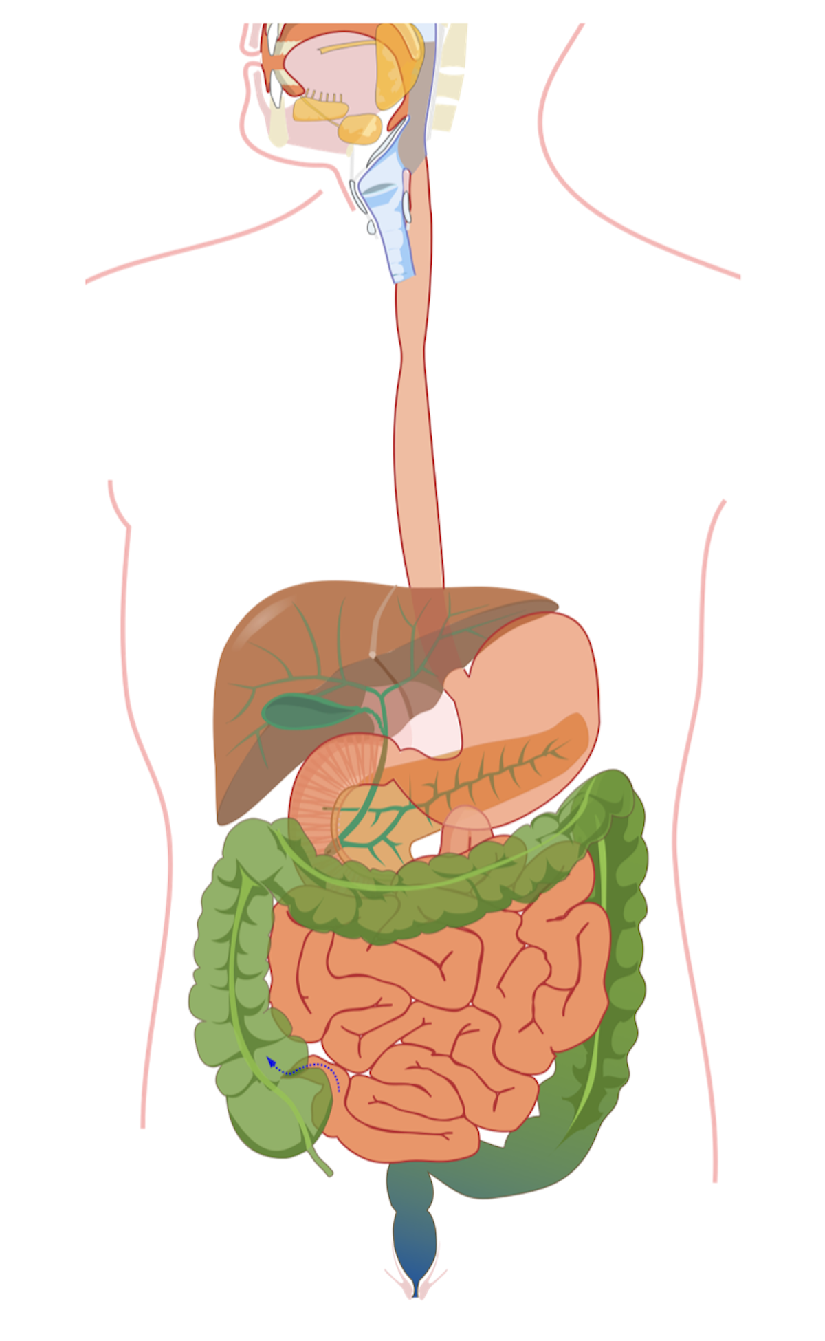 digestive system coloring page answer key