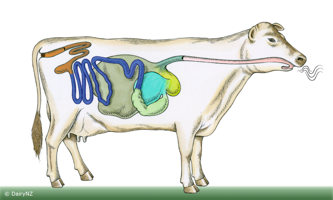 Cattle Digestive System Diagram