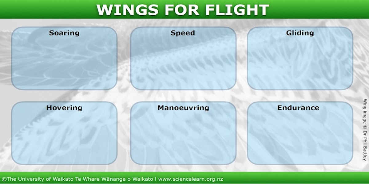Wings for flight — Science Learning Hub