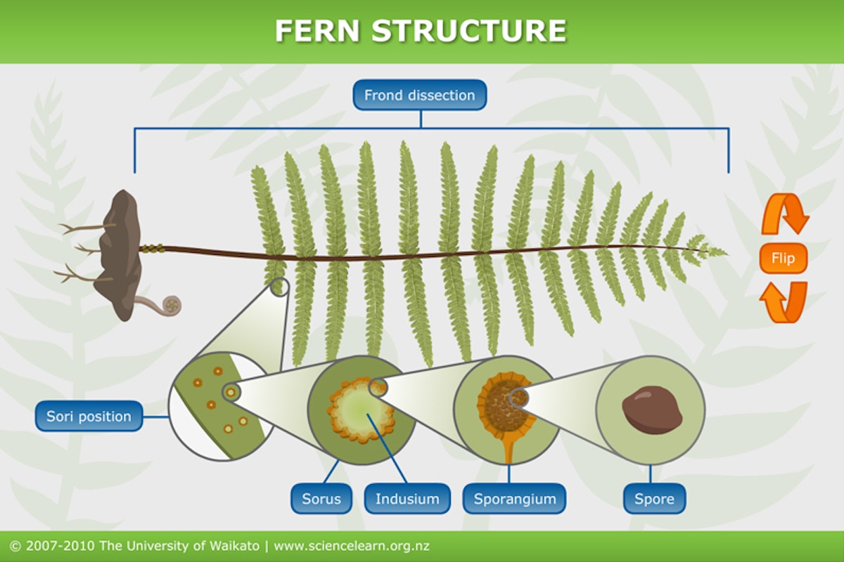 Underlay of a fern — Science Learning Hub