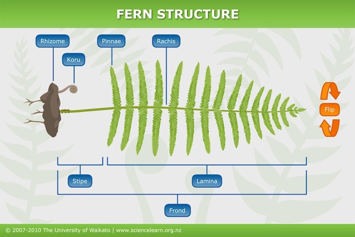 Fern structure — Science Learning Hub