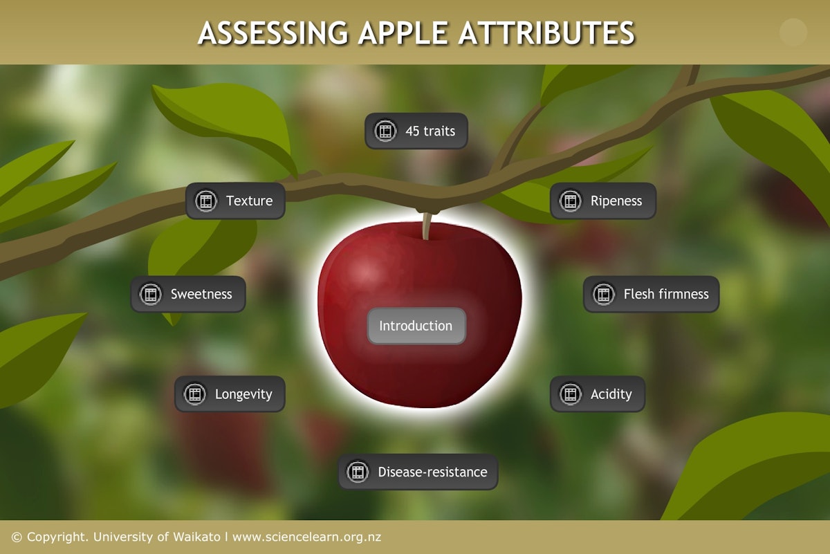 Assessing apple attributes — Science Learning Hub