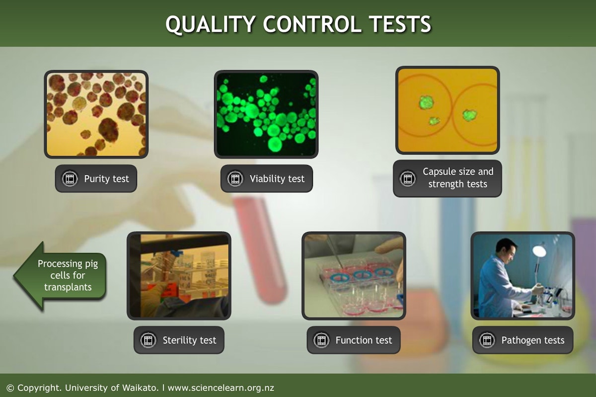 Quality control for processing pig cells for transplant
