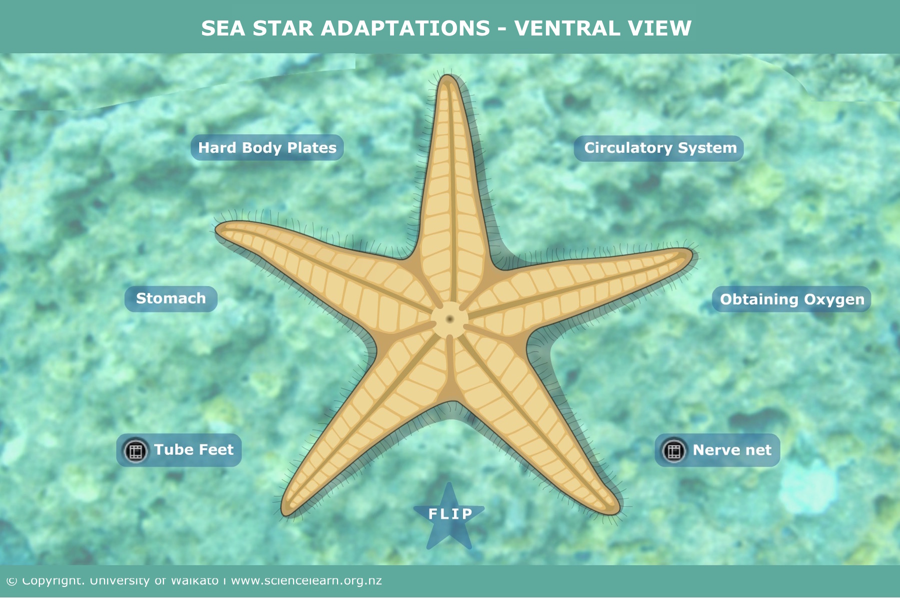 Starfish Anatomy For Kids