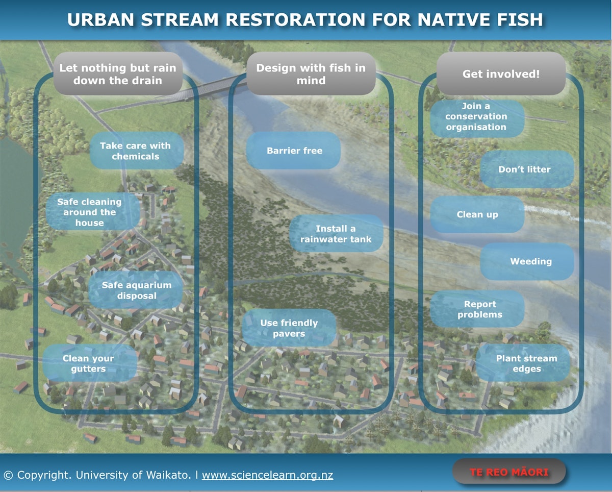 Urban stream restoration for native fish