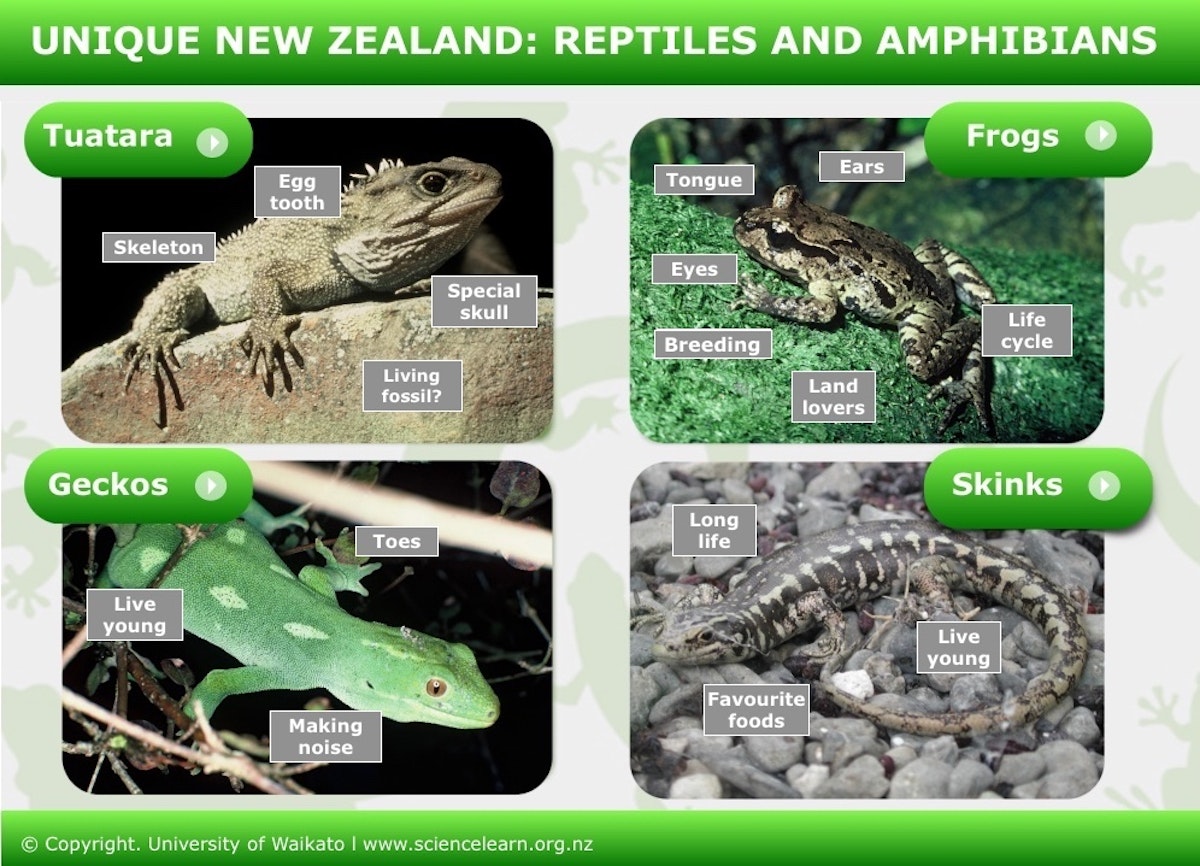 Unique New Zealand: reptiles and amphibians