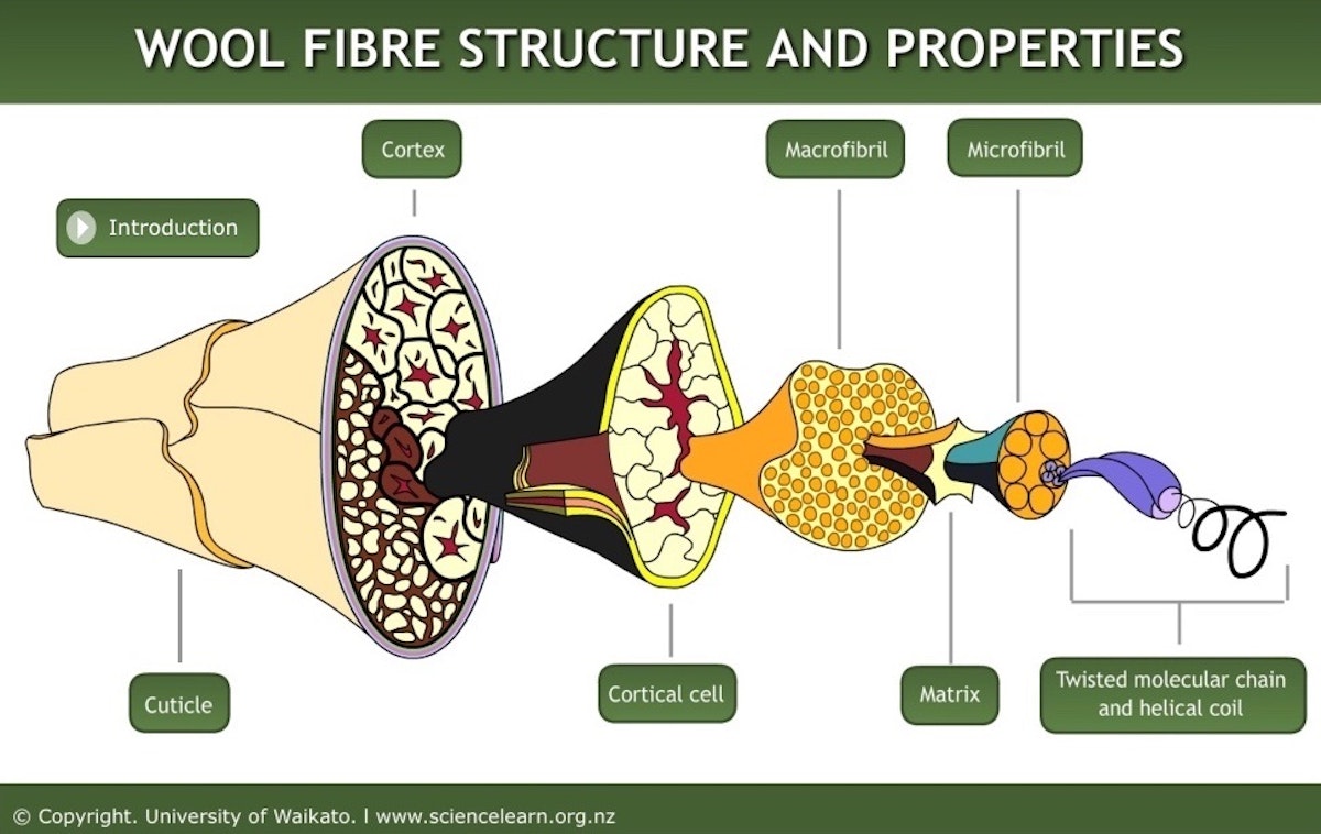 Wool fibre structure and properties — Science Learning Hub