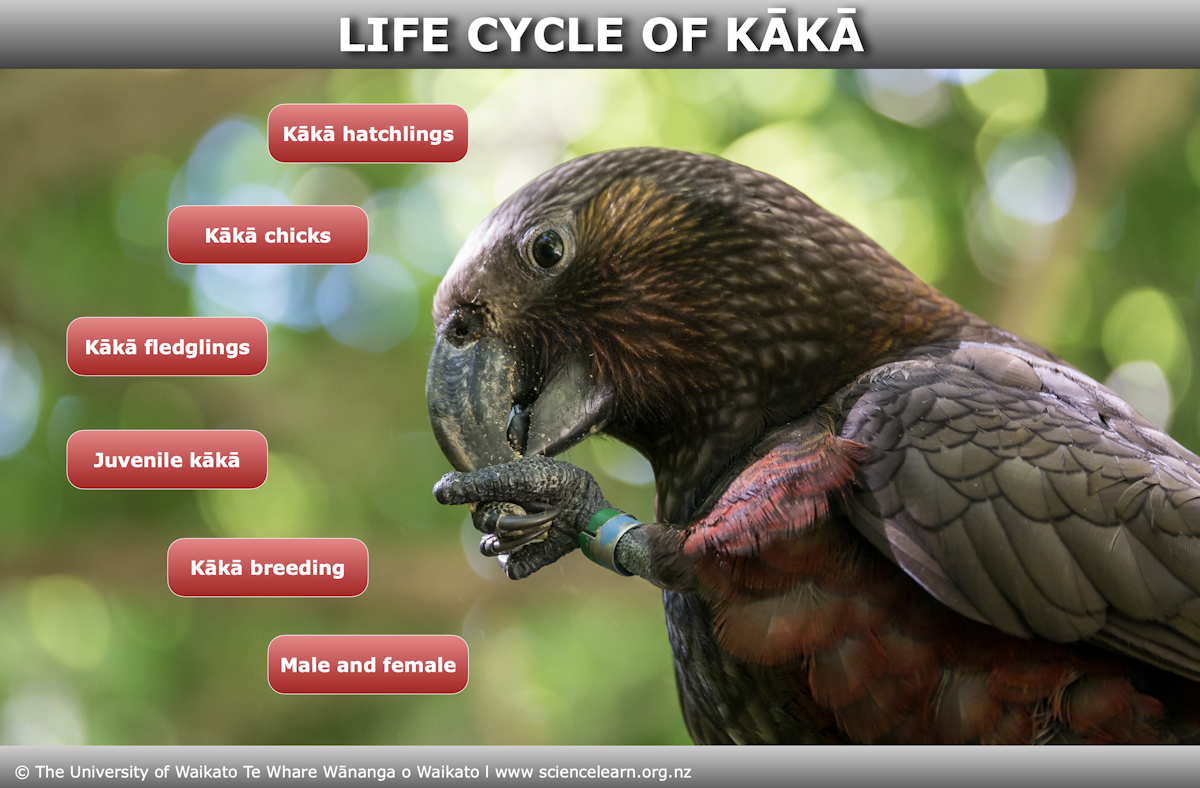 Life cycle of kākā — Science Learning Hub