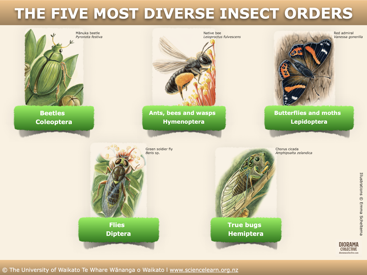 insecta examples with names