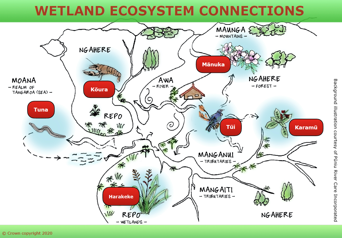 Wetlands Ecosystem Consumers