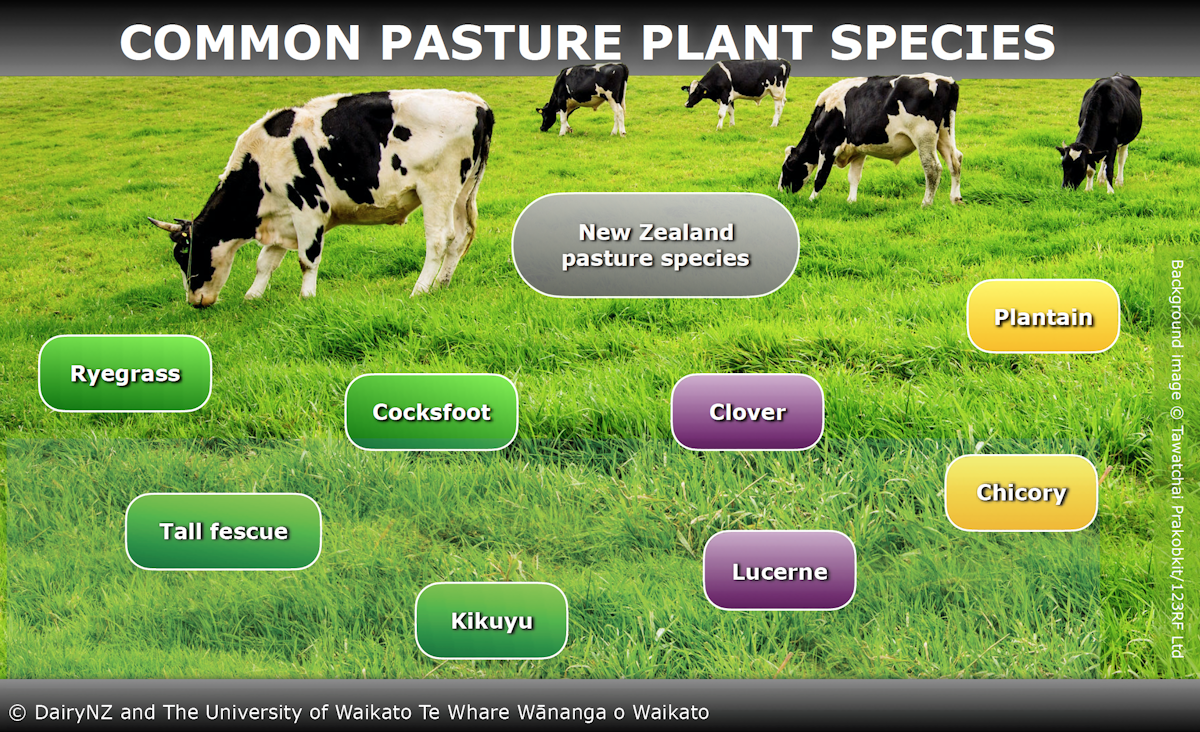 Common pasture plant species — Science Learning Hub