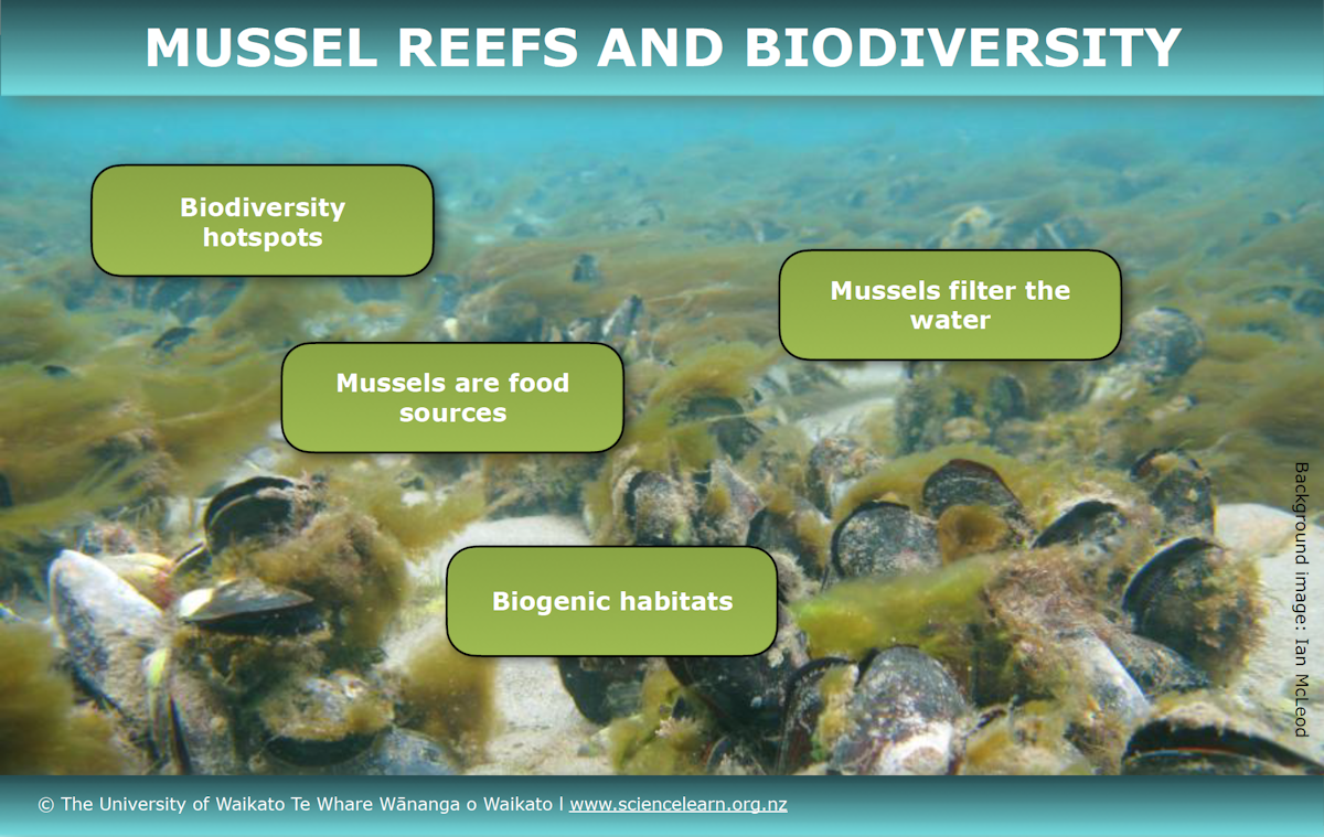 Mussel reefs and biodiversity — Science Learning Hub