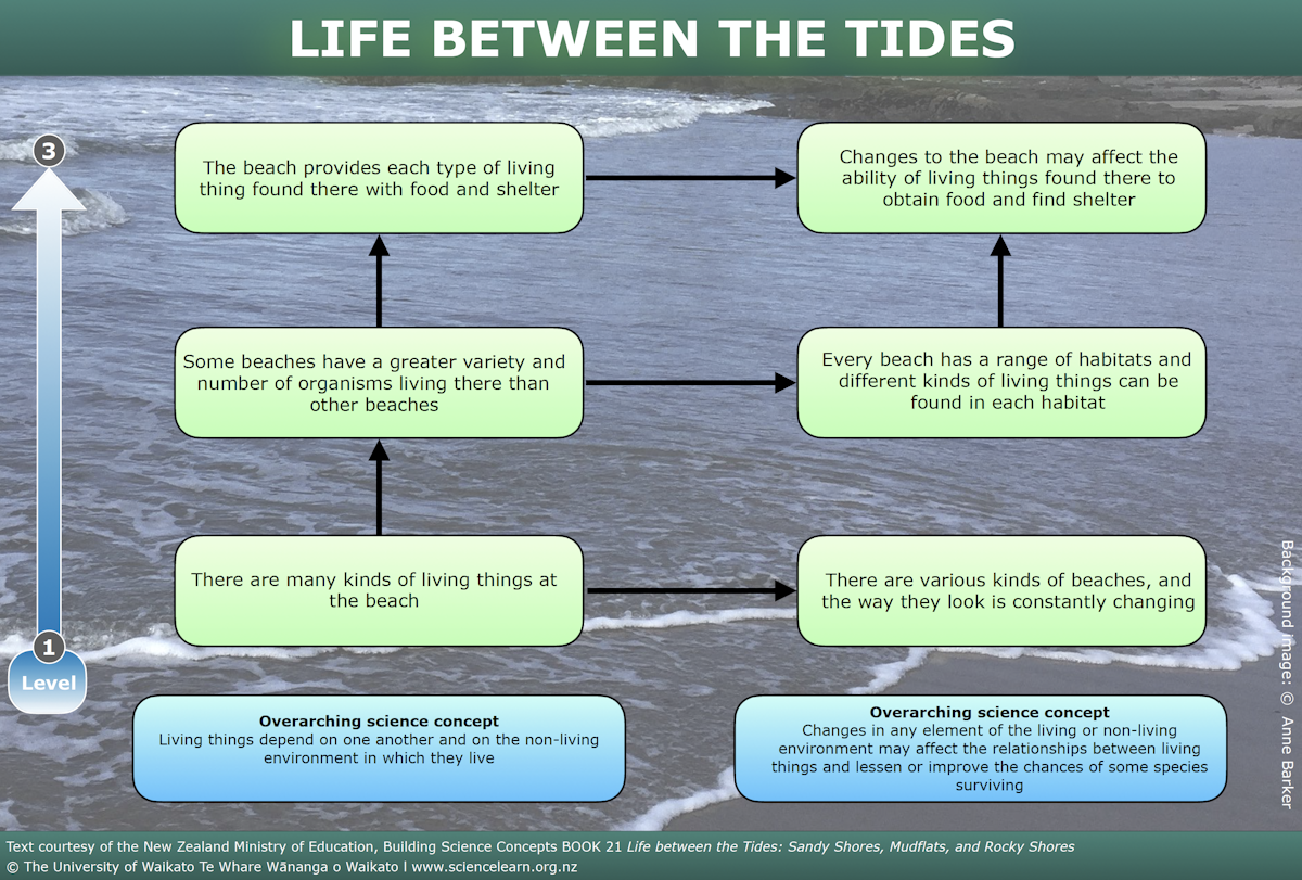 Life between the tides — Science Learning Hub