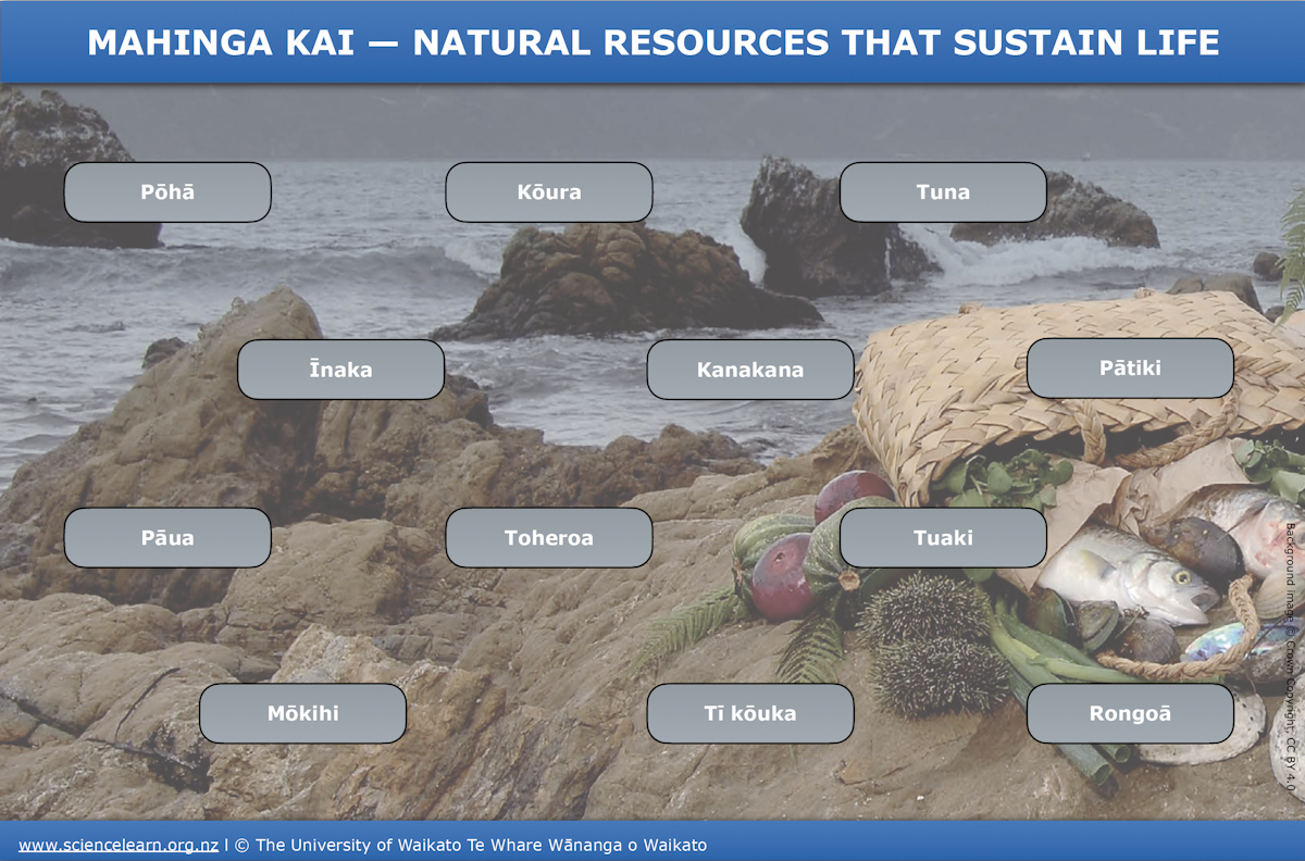 Mahinga kai – natural resources that sustain life
